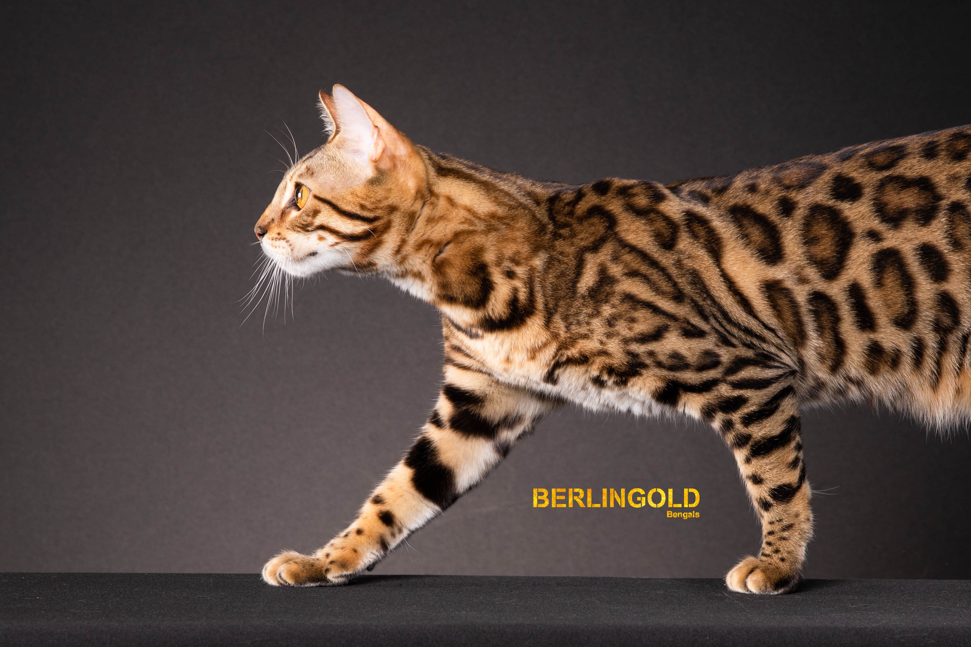 Domestic Bengal Cat Bengal Cat – Domestic Leopard – Cat Breeds And